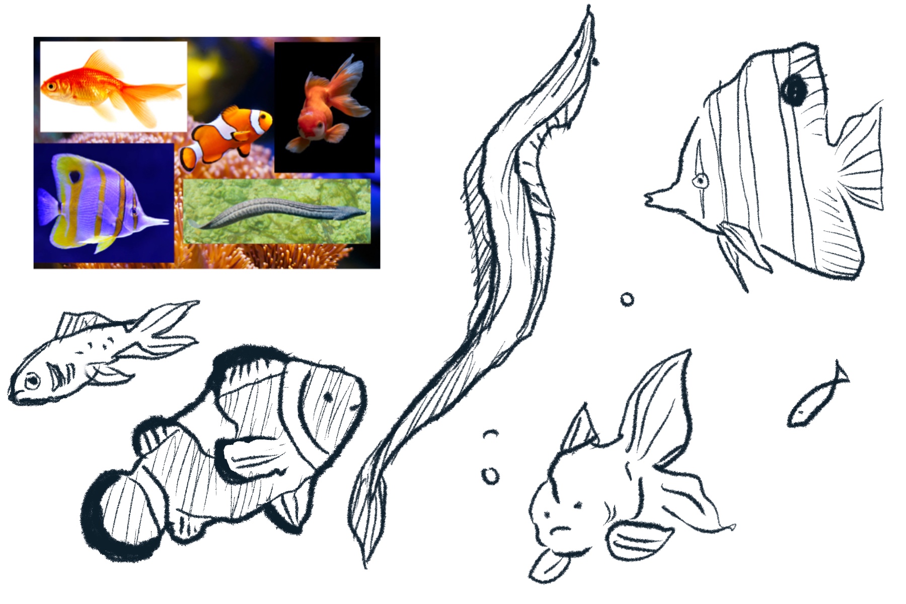 Amazing Tips About How To Draw Different Fish Peter29