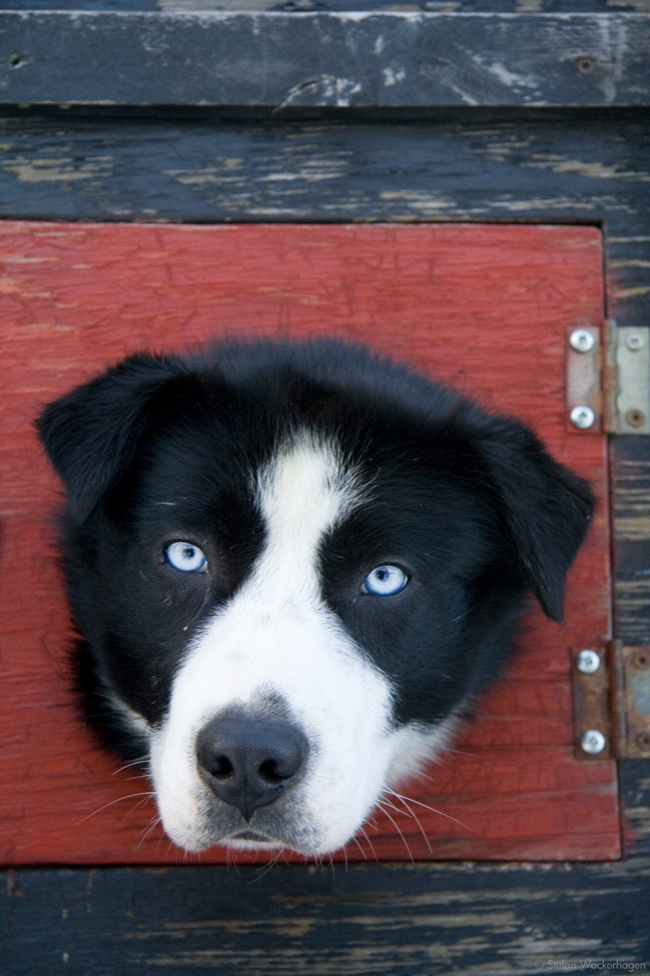 Aurora Borealis Yukon: New - Husky Rush Superlative