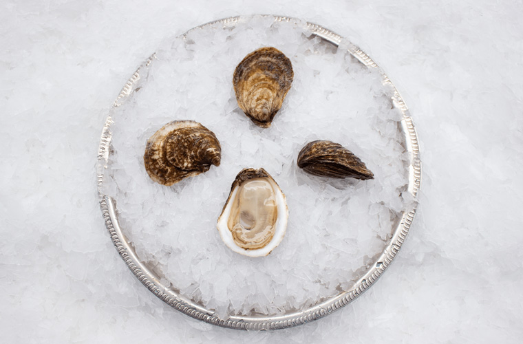 Chebooktook Oyster — Oysterology Online | Pangea Shellfish Company