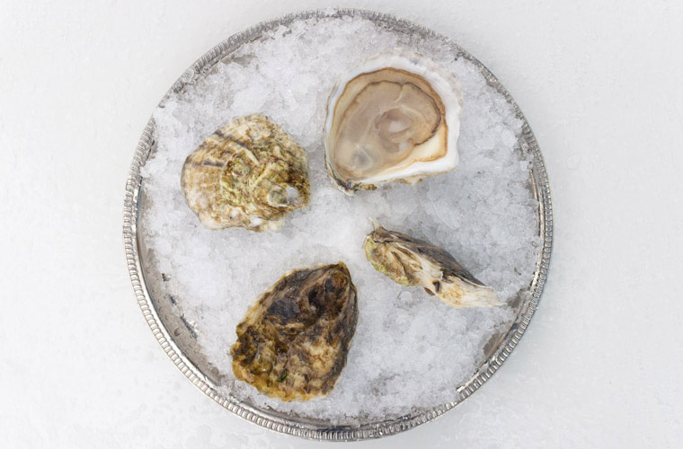 Rocky Nook Oyster — Oysterology Online | Pangea Shellfish Company