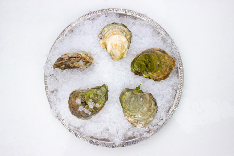 Summerside Oyster — Oysterology Online | Pangea Shellfish Company