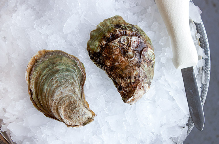 Cape Breton Oyster — Oysterology Online | Pangea Shellfish Company