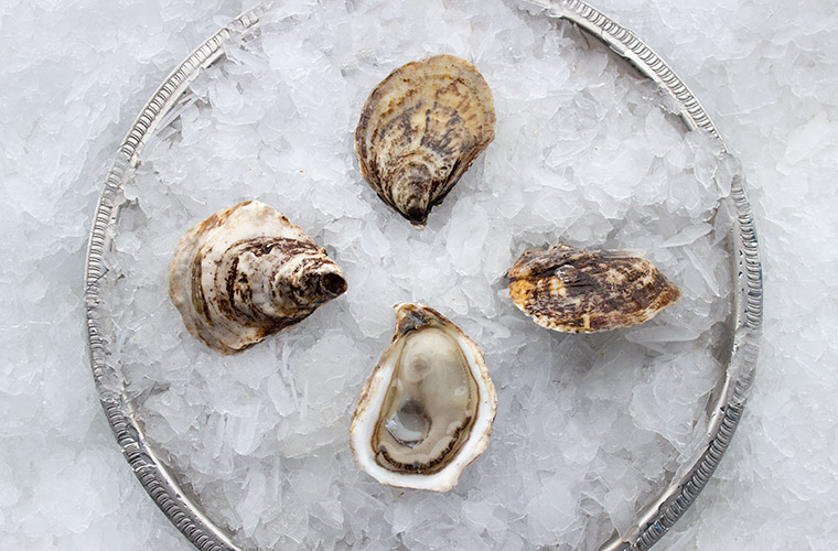 Summer Love Oyster — Oysterology Online | Pangea Shellfish Company
