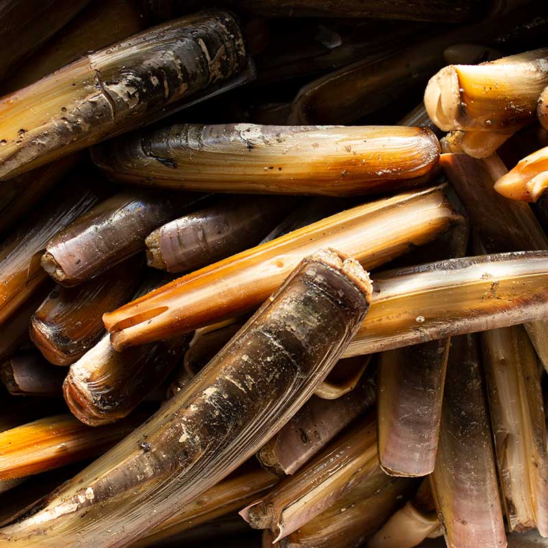 Razor Clams — Products | Pangea Shellfish Company