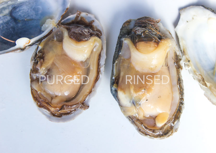 Why We Place Shellfish In Our Wet Storage System | Pangea Shellfish Company