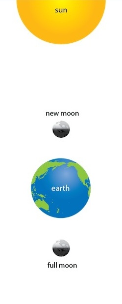 Frequently Asked Questions: The Atlantic Razor Clam | Pangea Shellfish ...