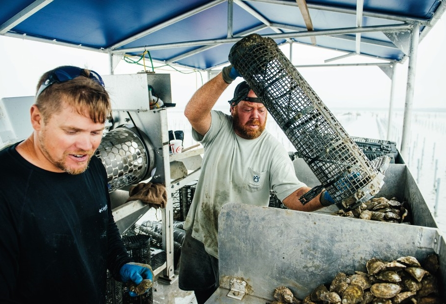 Our 2016 Outlook For Oysters | Pangea Shellfish Company