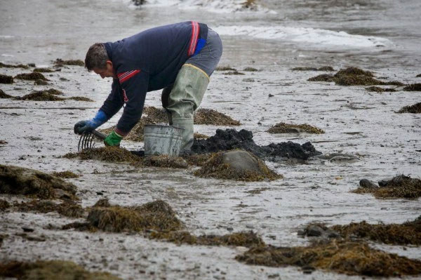 Why were steamer clams so expensive this summer? | Pangea Shellfish Company