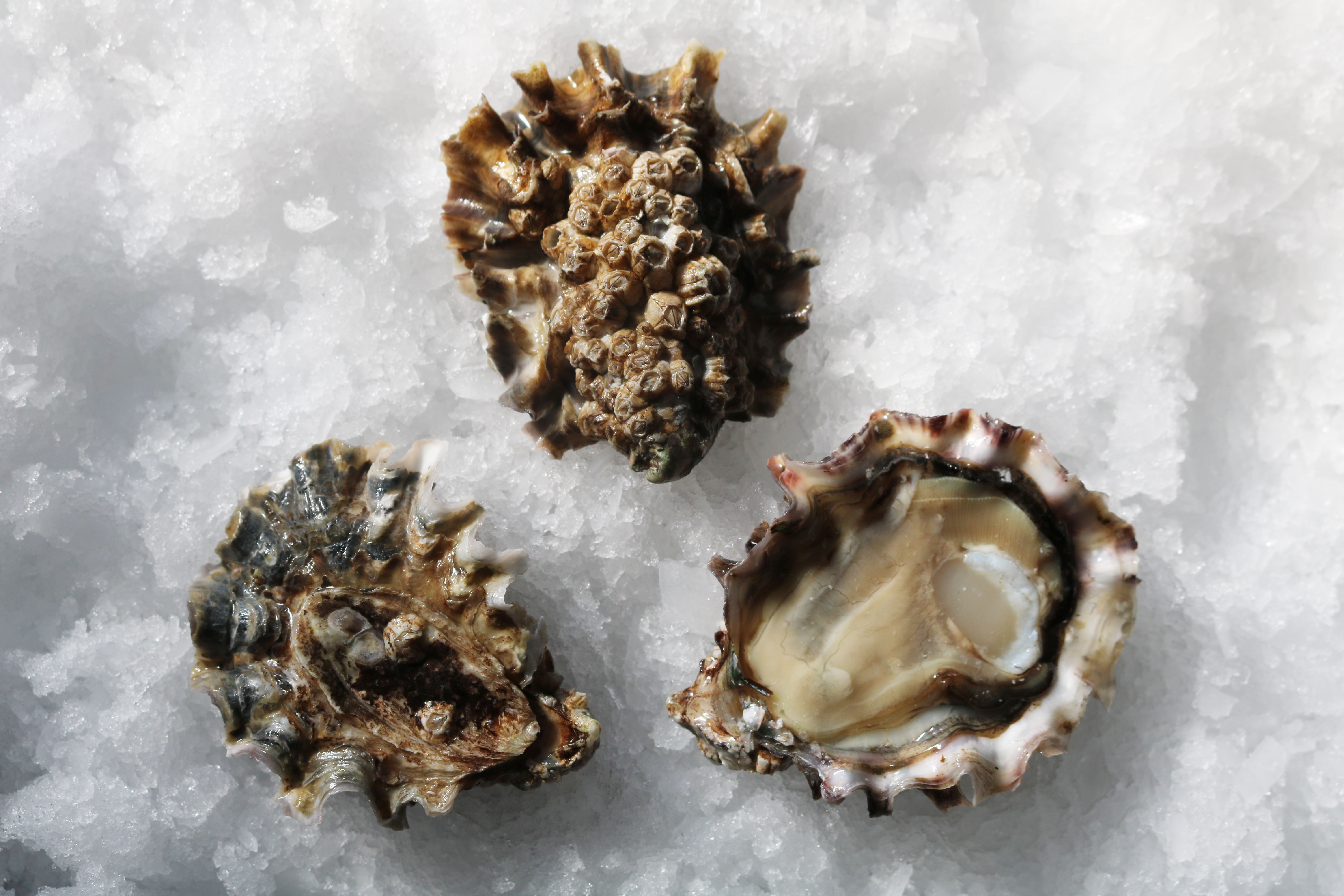 Mirimichi Oyster — Oysterology Online | Pangea Shellfish Company