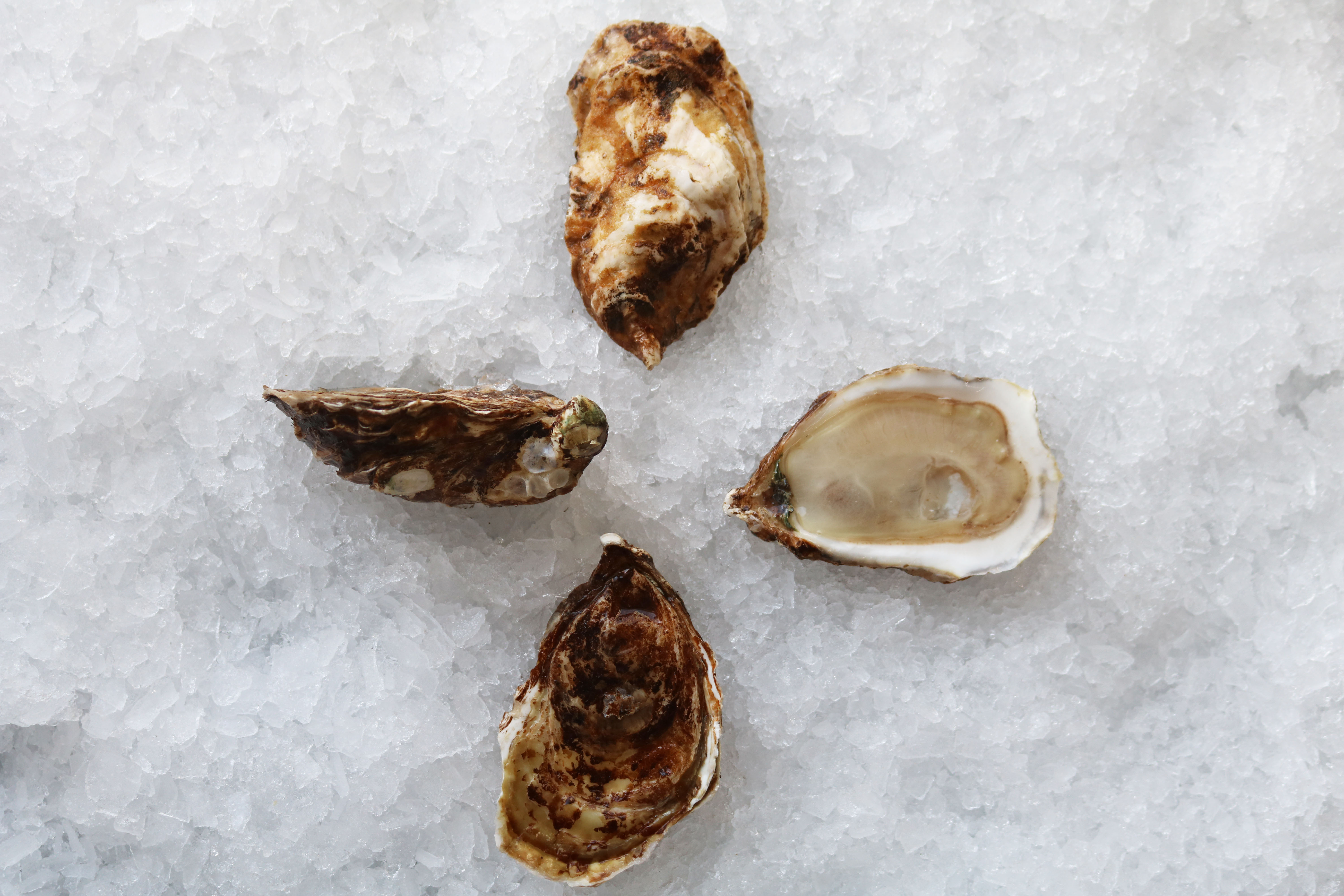 South Lake Oyster — Oysterology Online | Pangea Shellfish Company