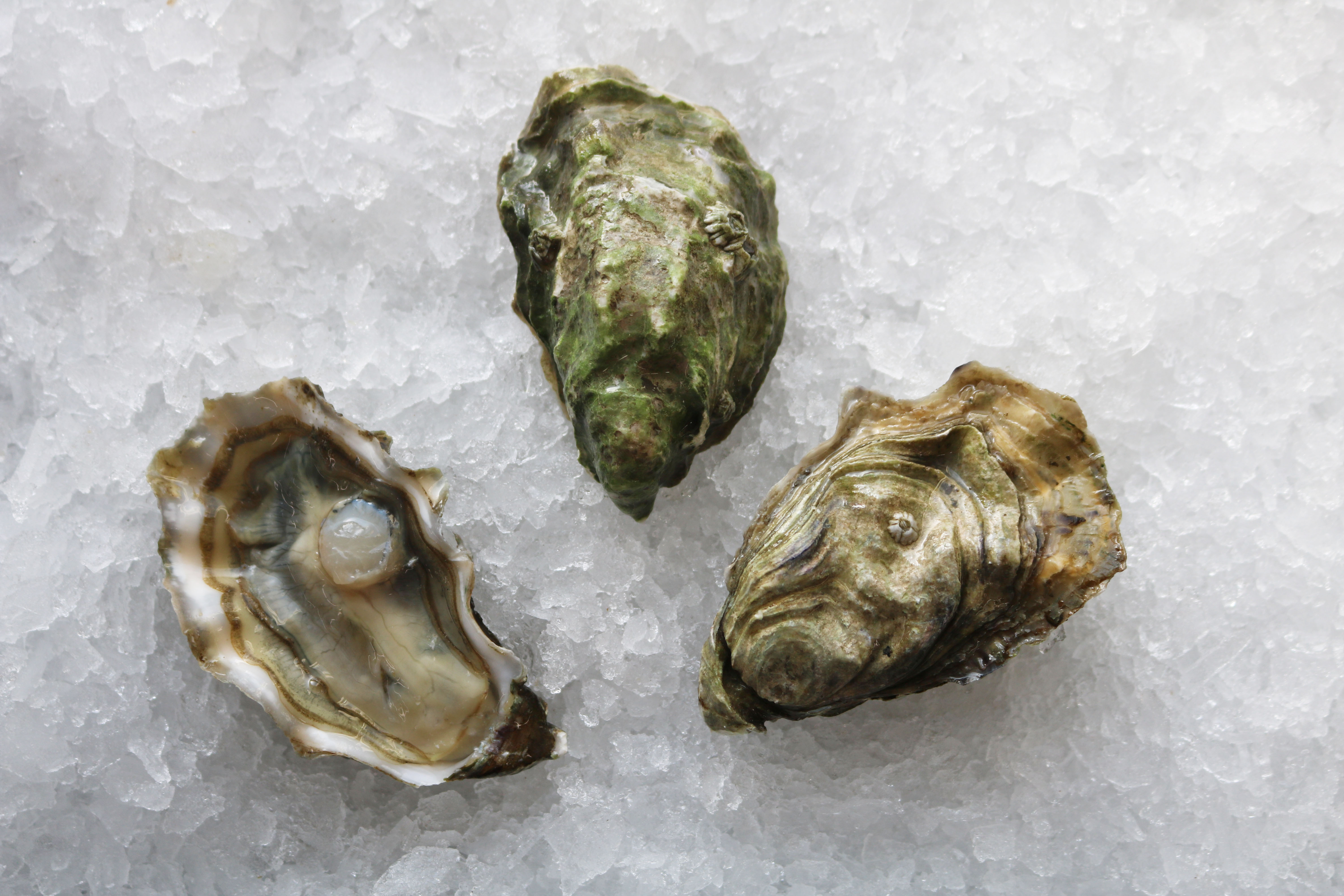 Olympic View Oyster — Oysterology Online | Pangea Shellfish Company