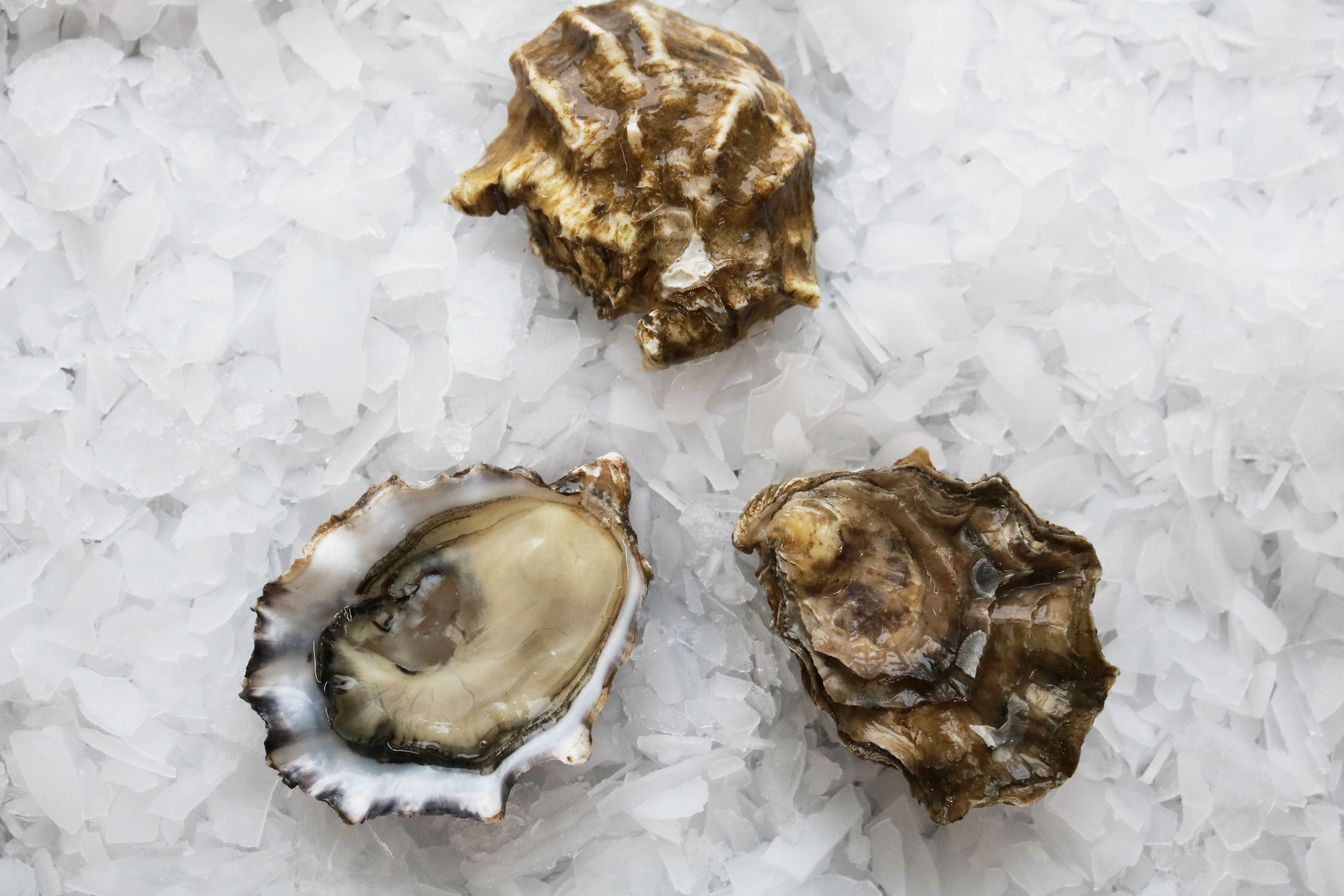 Eld Inlet Oyster — Oysterology Online | Pangea Shellfish Company