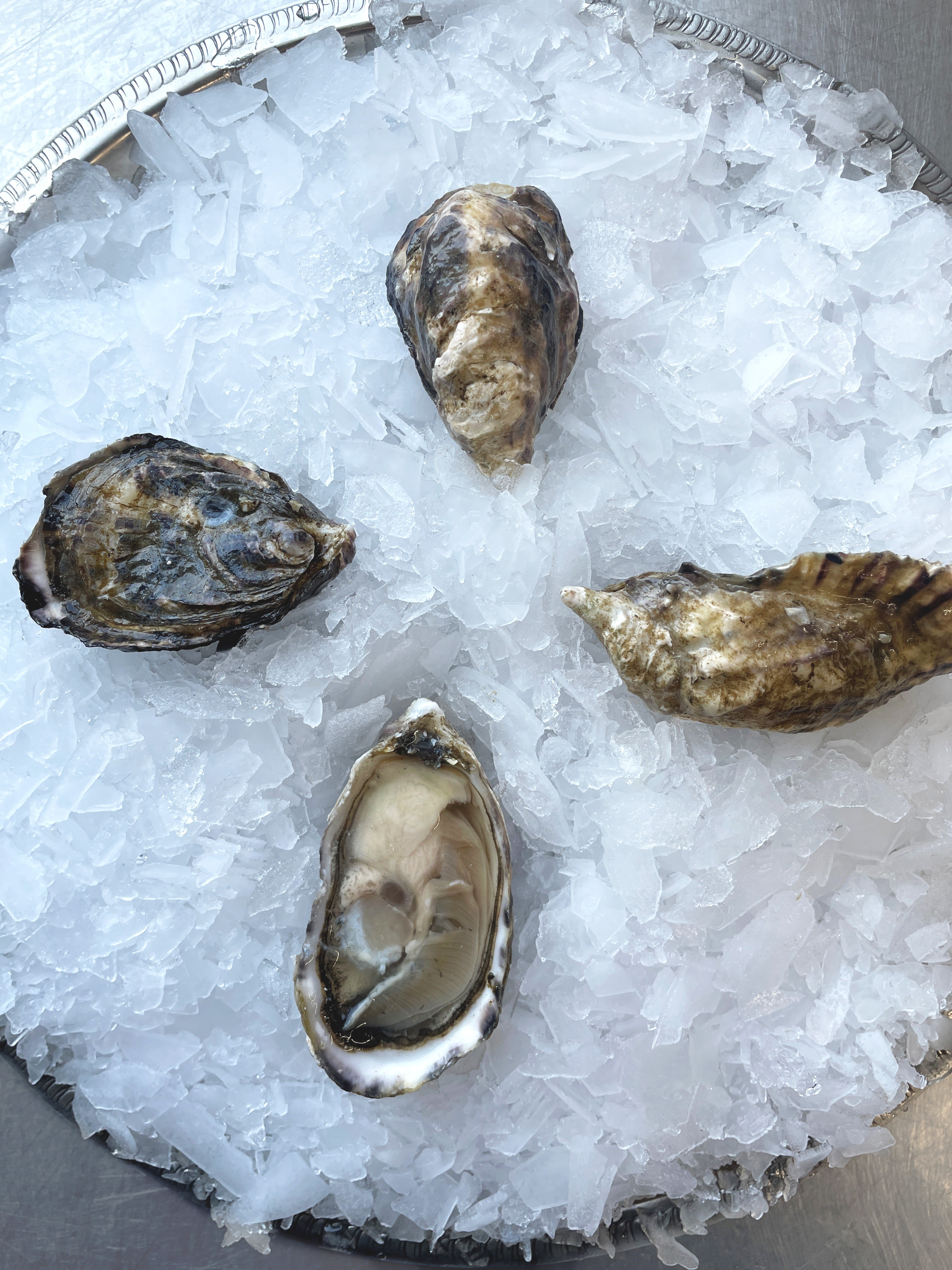 Moon Rock Oyster — Oysterology Online | Pangea Shellfish Company