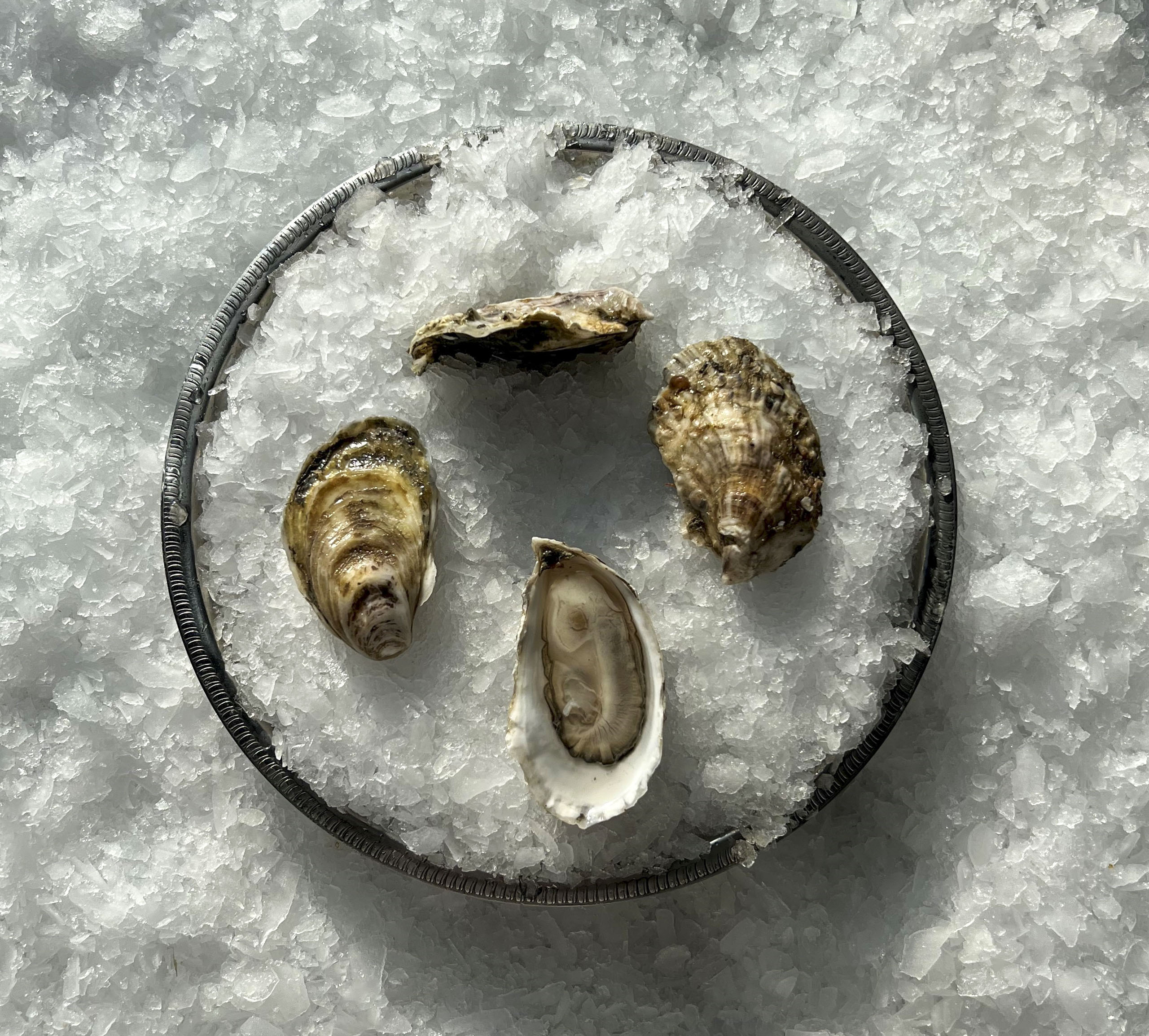 Mere Point — Oysterology Online | Pangea Shellfish Company