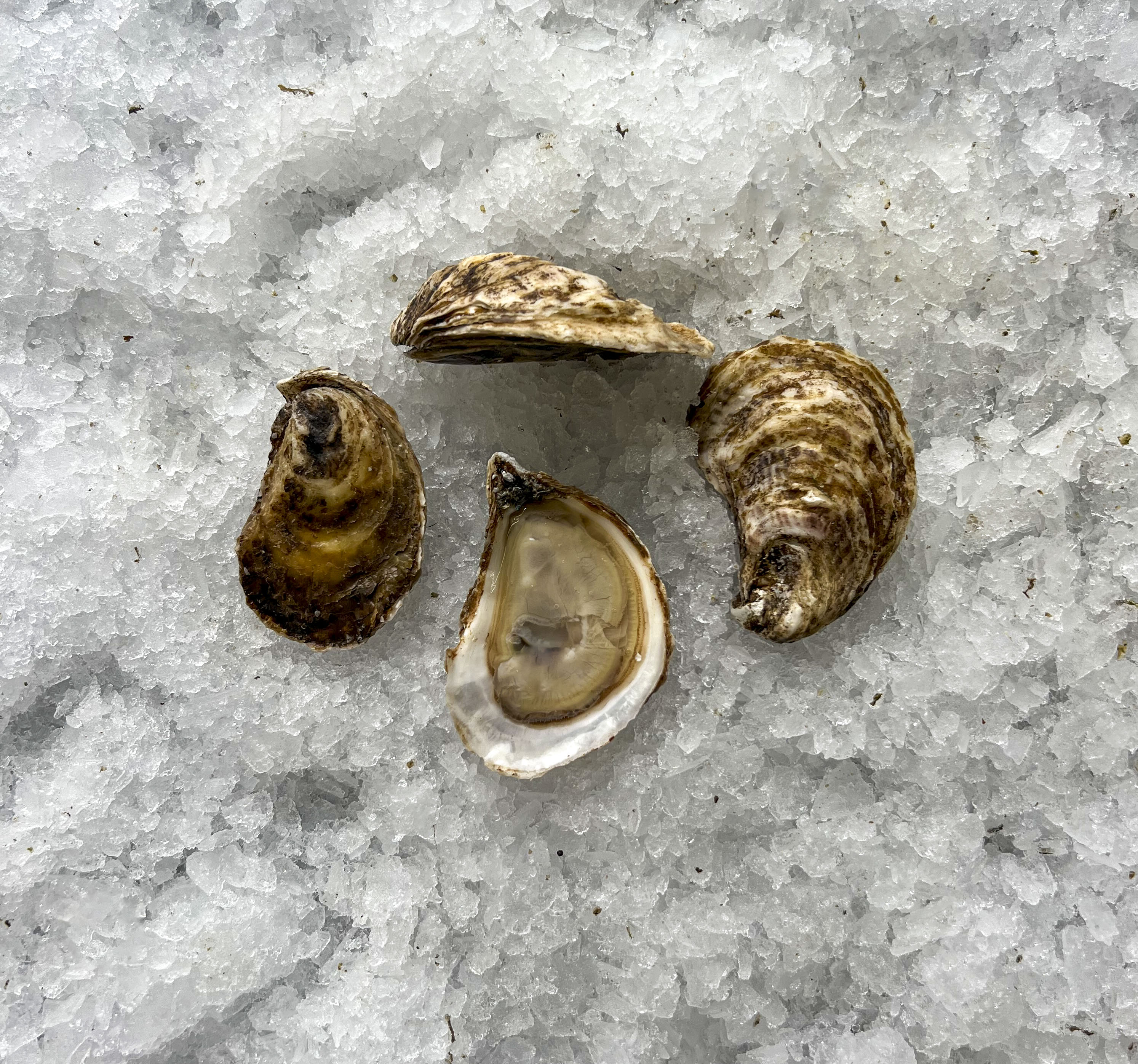 Princetown Oyster — Oysterology Online | Pangea Shellfish Company