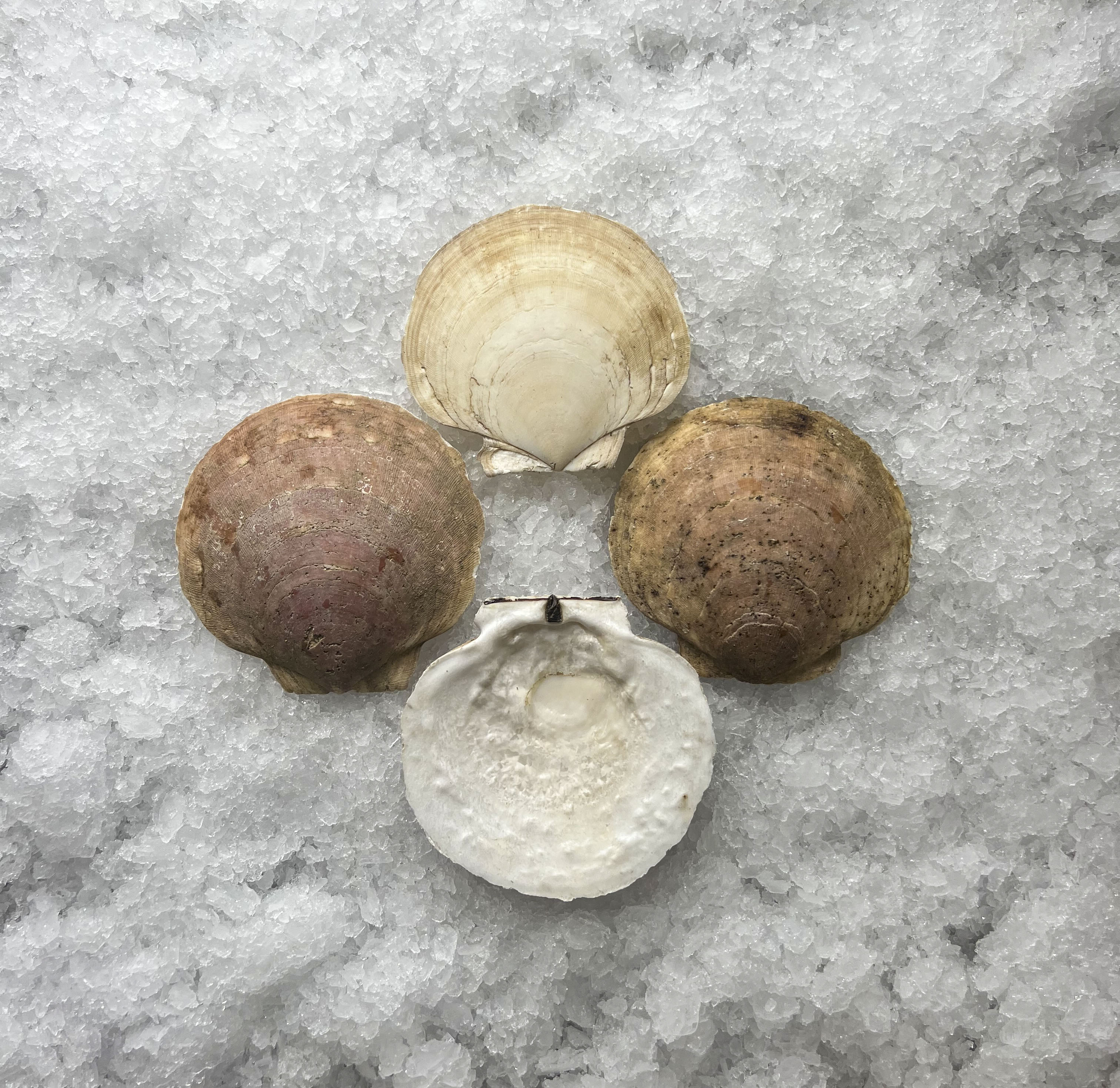 Hard Shell Clams — Products | Pangea Shellfish Company