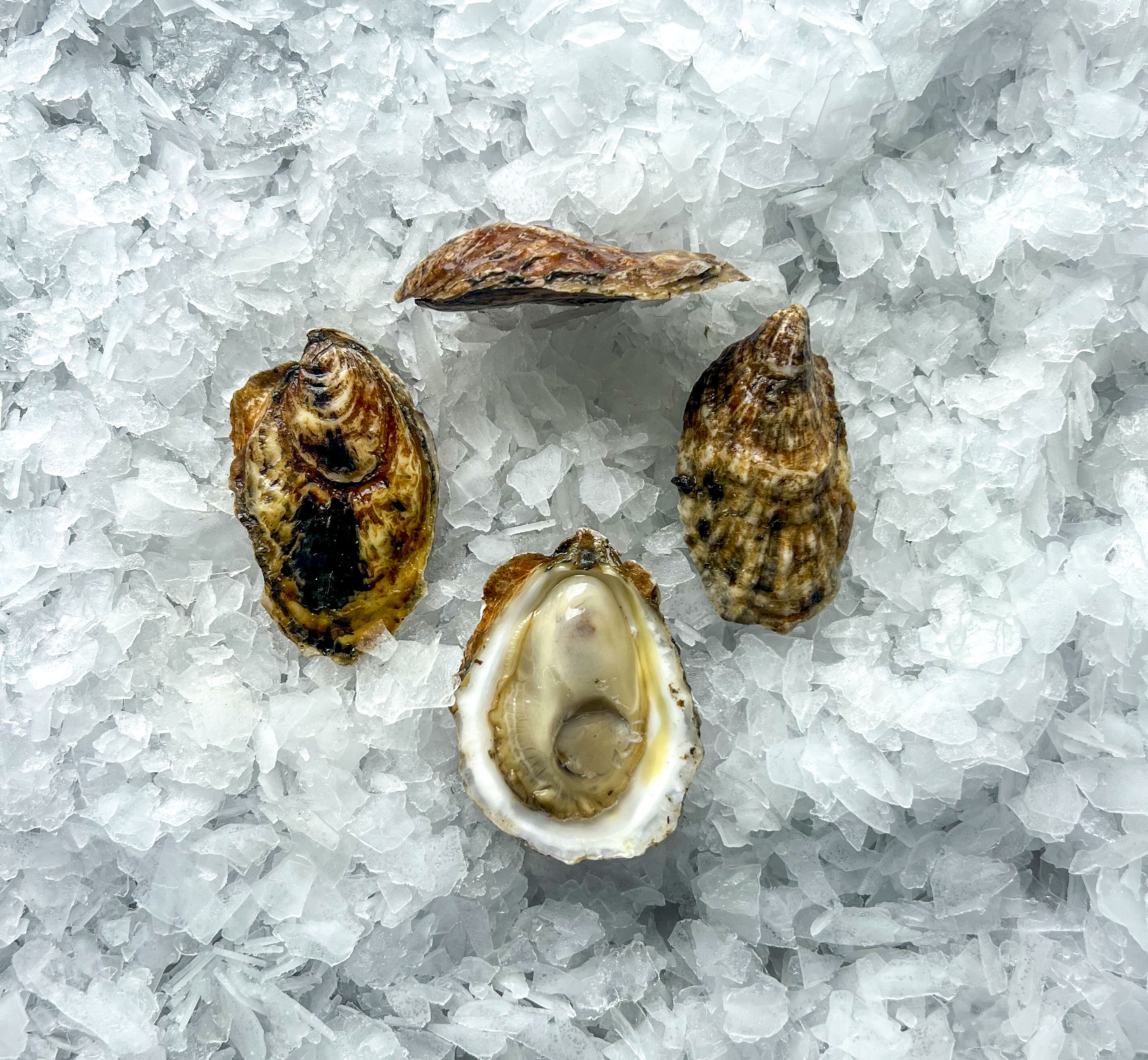 Wild Goose Oyster — Oysterology Online | Pangea Shellfish Company