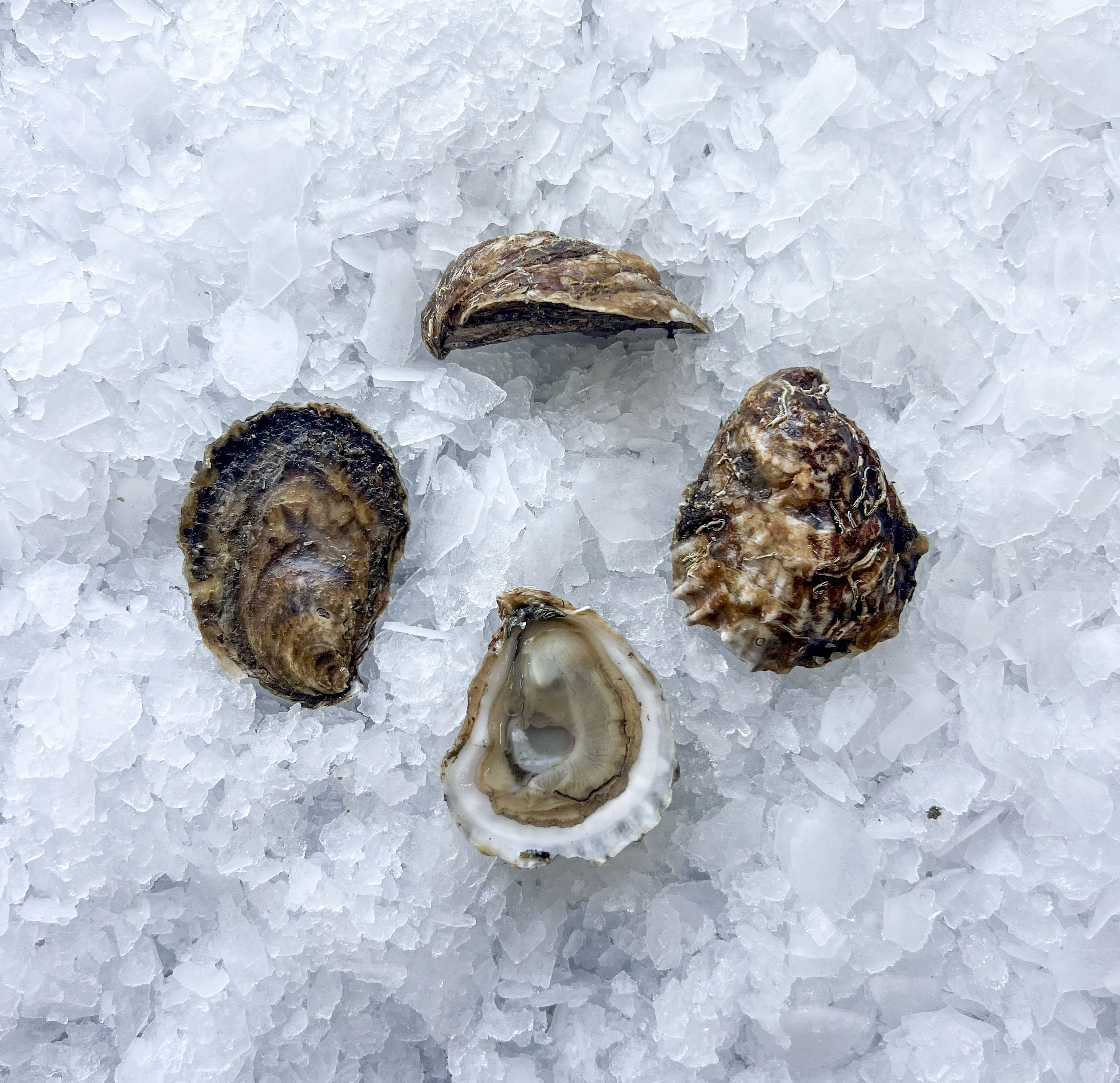 Ninigret Nectar Oyster — Oysterology Online | Pangea Shellfish Company