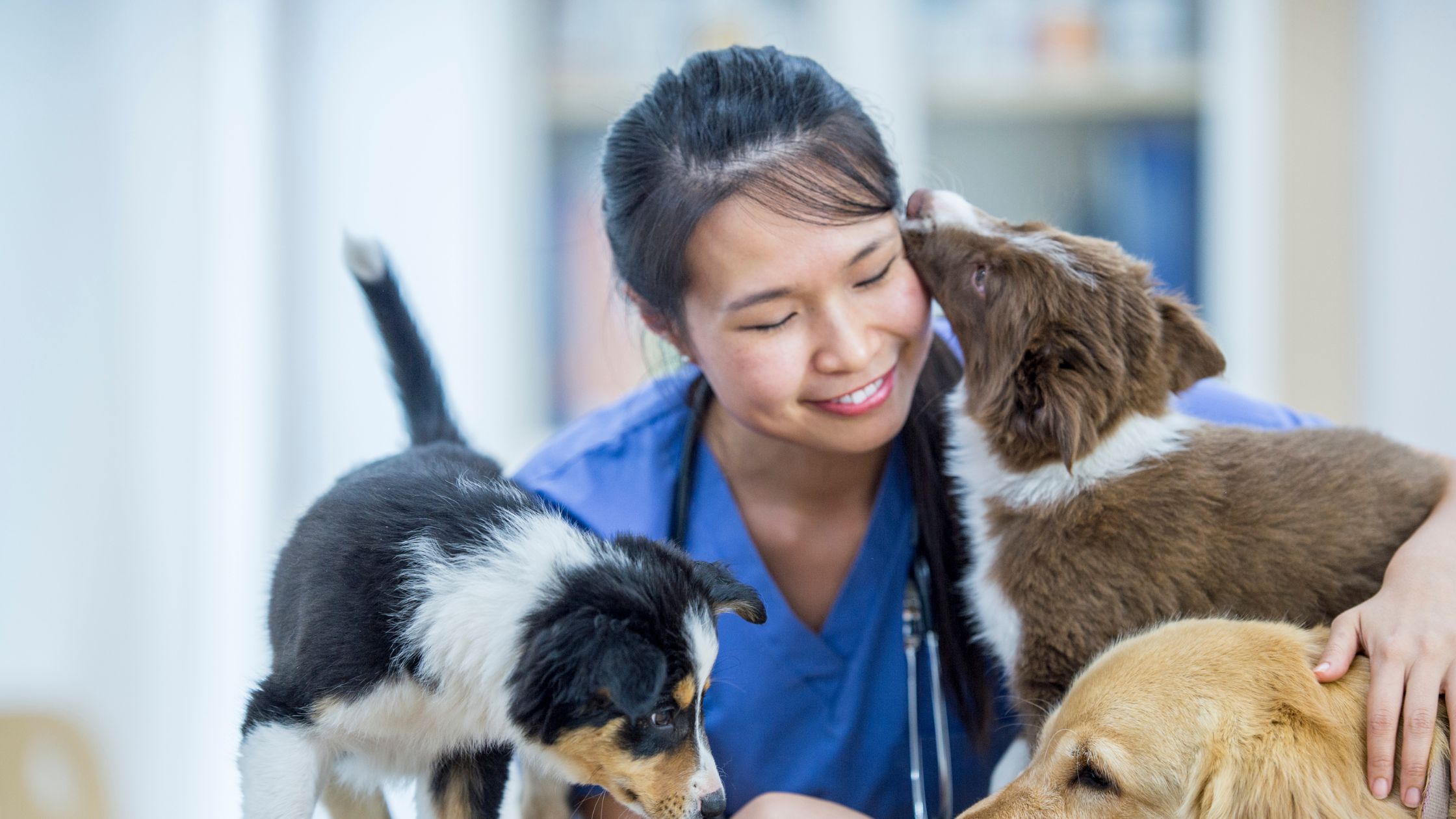 How to Become a Veterinary Assistant: A Quick Guide