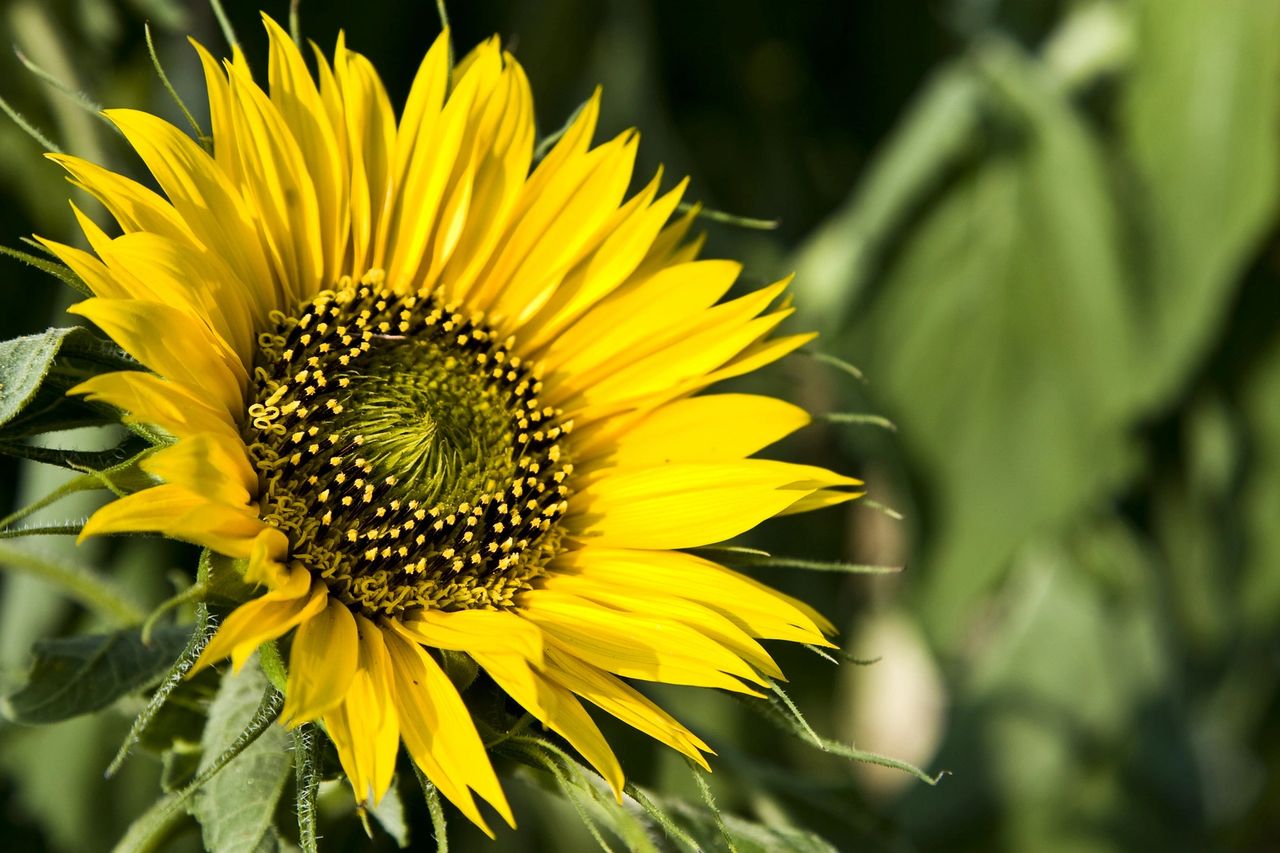 Comida KIN Food Truck