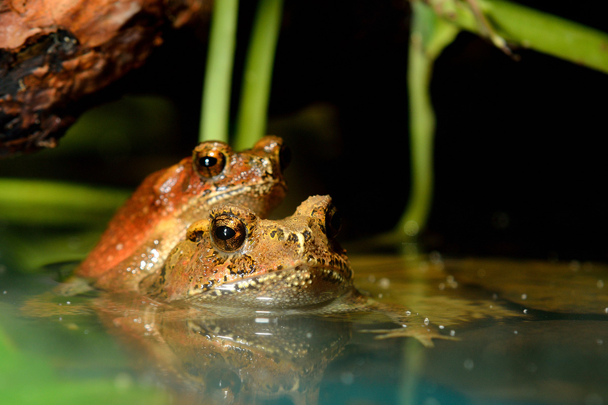 TOP 10 animale pe cale de dispariție din cauza încălzirii globale