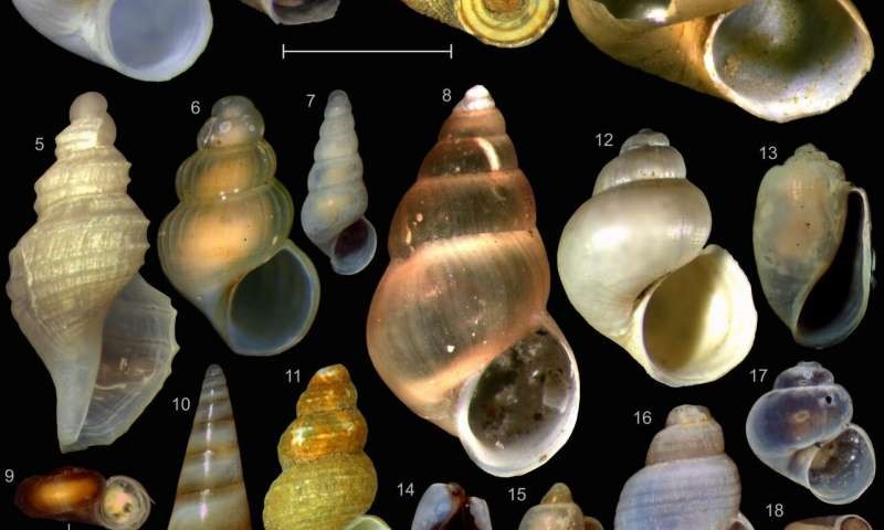 Studiul speciilor de melci din Arctica ajută la înțelegerea poluării și ...