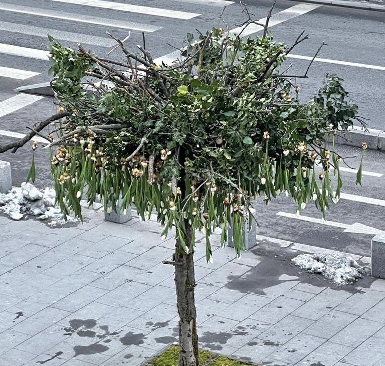 În centrul Capitalei a fost “plantat” copacul cu 600 de lalele