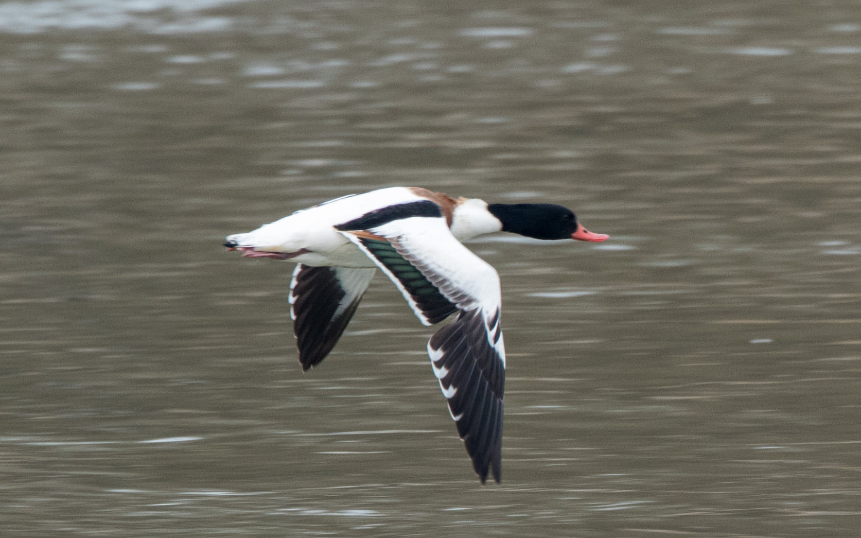 Călifar alb – apariție rară în România