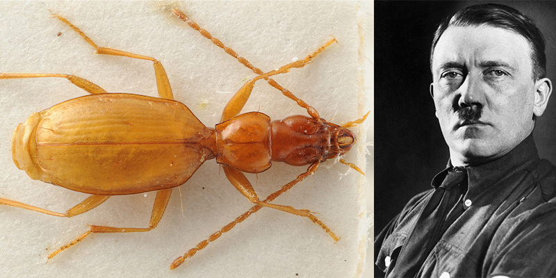 Insecte care poartă numele celebrităților, artiști sau politicieni