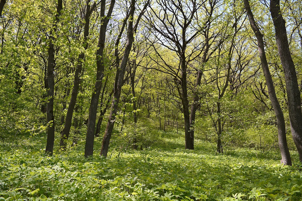 Prima pădure comunitară din România va avea 90.000 de copaci plantați ...