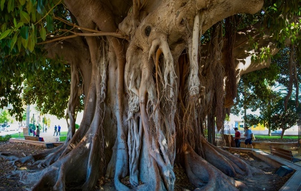 Copacii bătrâni sunt „incredibil de importanţi” în lupta împotriva ...