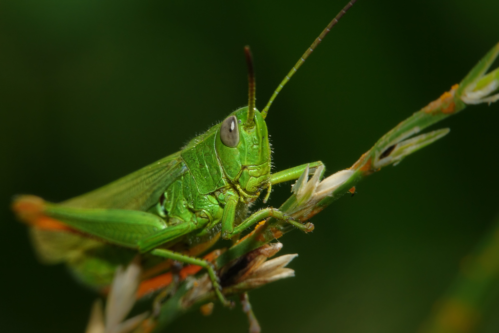 Consumul de insecte nu este „halal”, a decis Qatarul. Doar lăcustele s ...