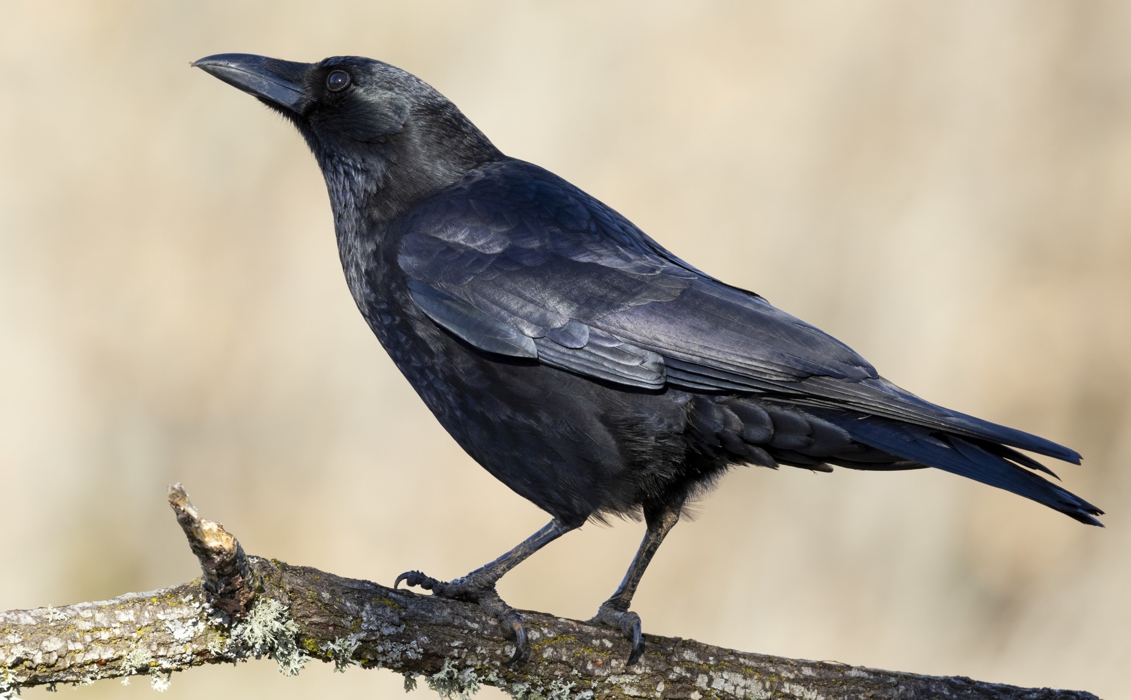 5 păsări care au schimbat lumea pentru totdeauna. Cum ne-au influenţat ...