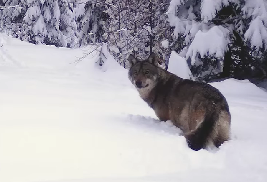 VIDEO. Imagini rare: Un lup singuratic a fost surprins în Parcul ...