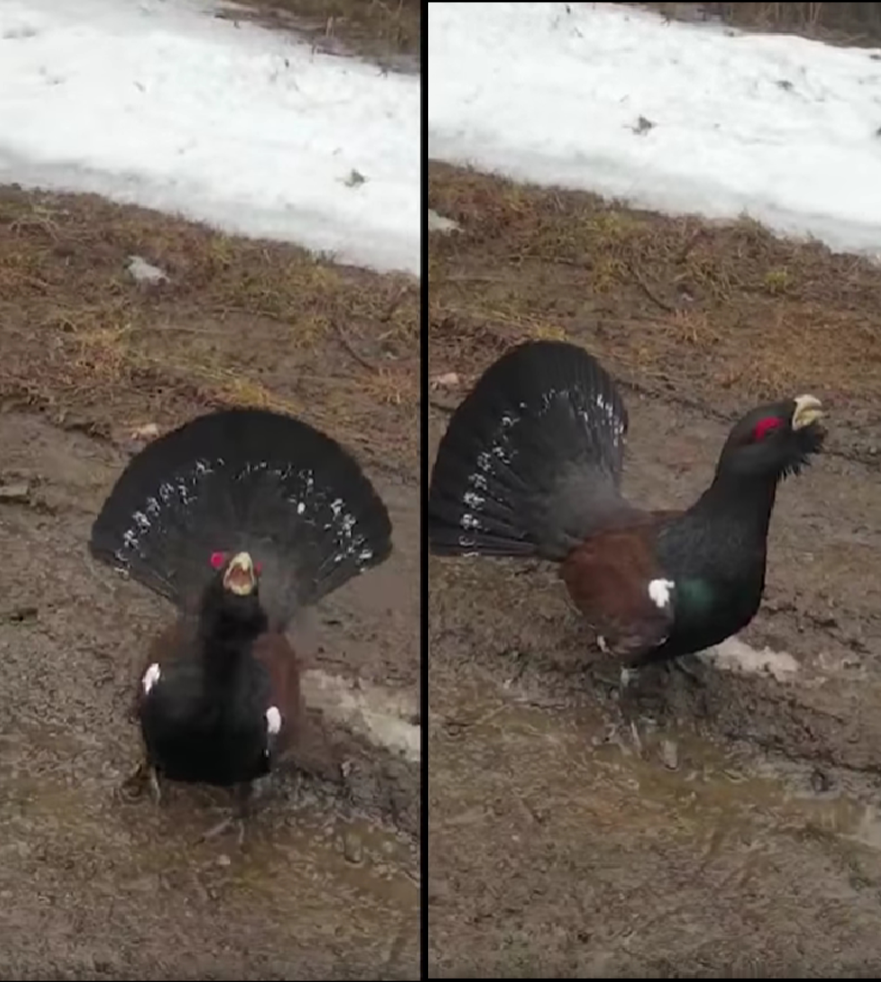 O nouă apariţie a „simpaticului” cocoş de munte în Parcul Naţional ...