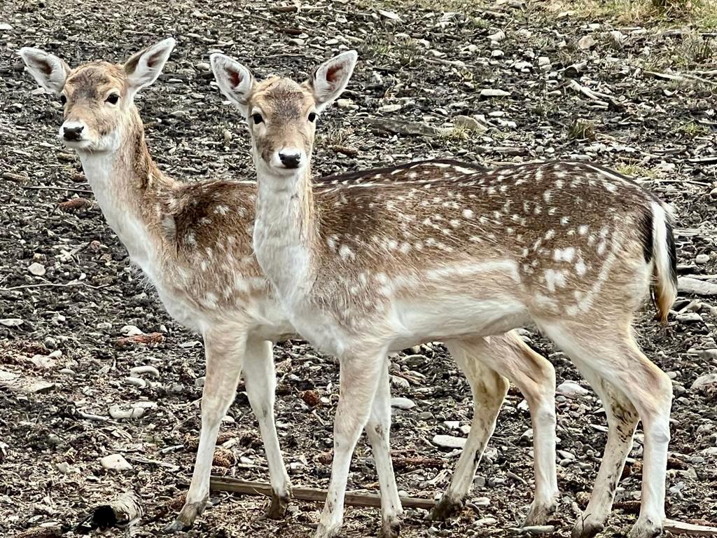 Grup de ciute de lopătar, surprins în judeţul Suceava. GALERIE FOTO