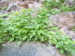 Protect Yourself from Poison Ivy When Hiking and Gardening