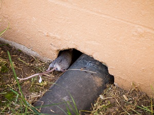 Rodent Risks: Health Hazards and Damage in the Workplace
