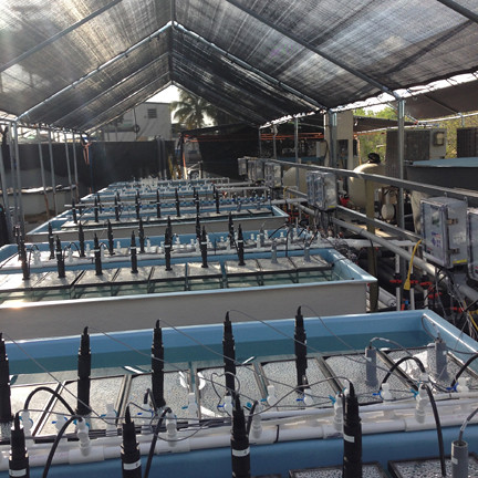 Mote Marine Tropical Research Laboratory Project | IAS Inc.