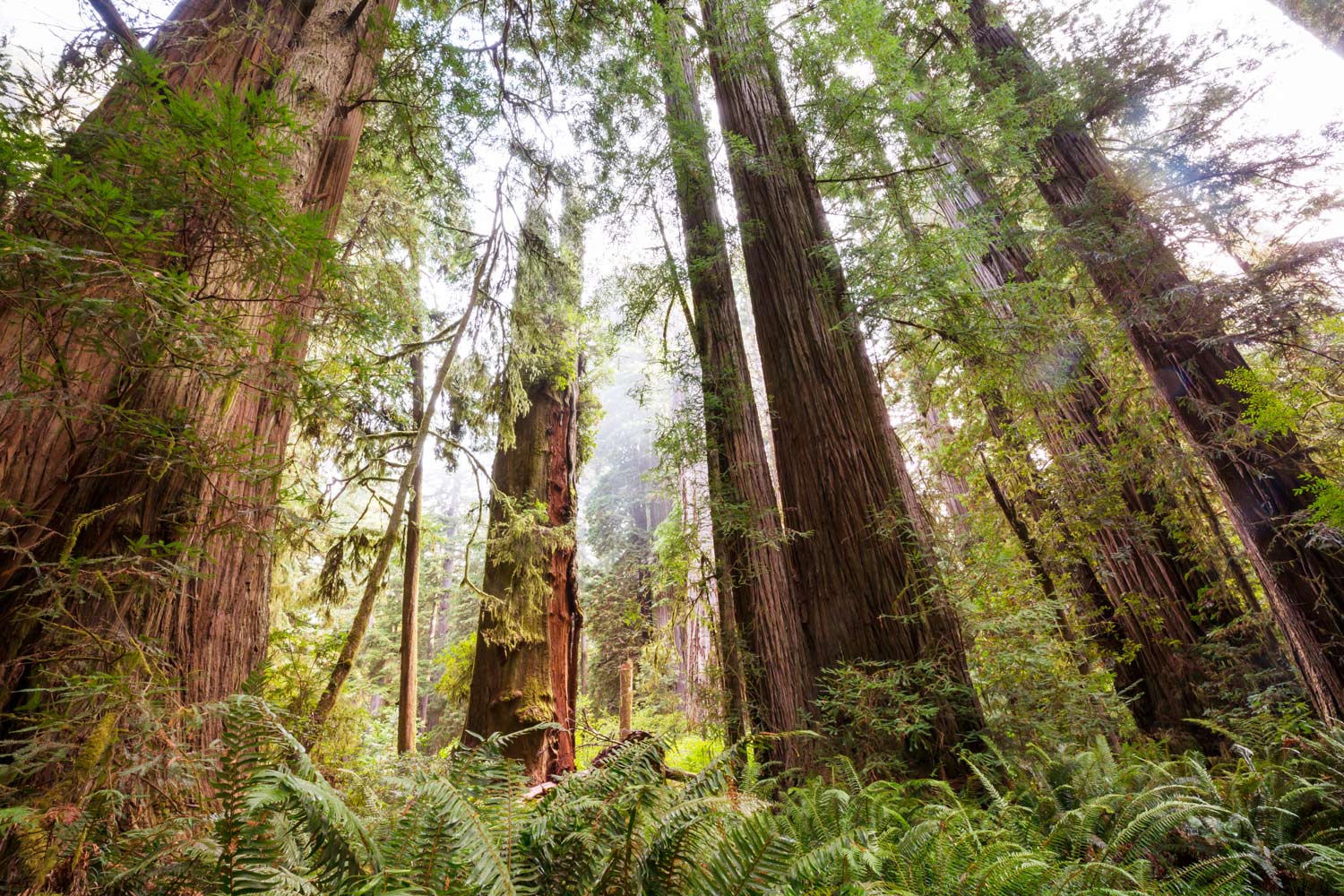 Virtual Tours in the Redwoods | Virtual Connections