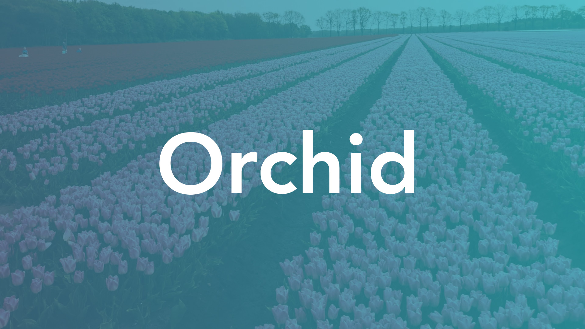 New release CodeGrade Orchid | CodeGrade Blog