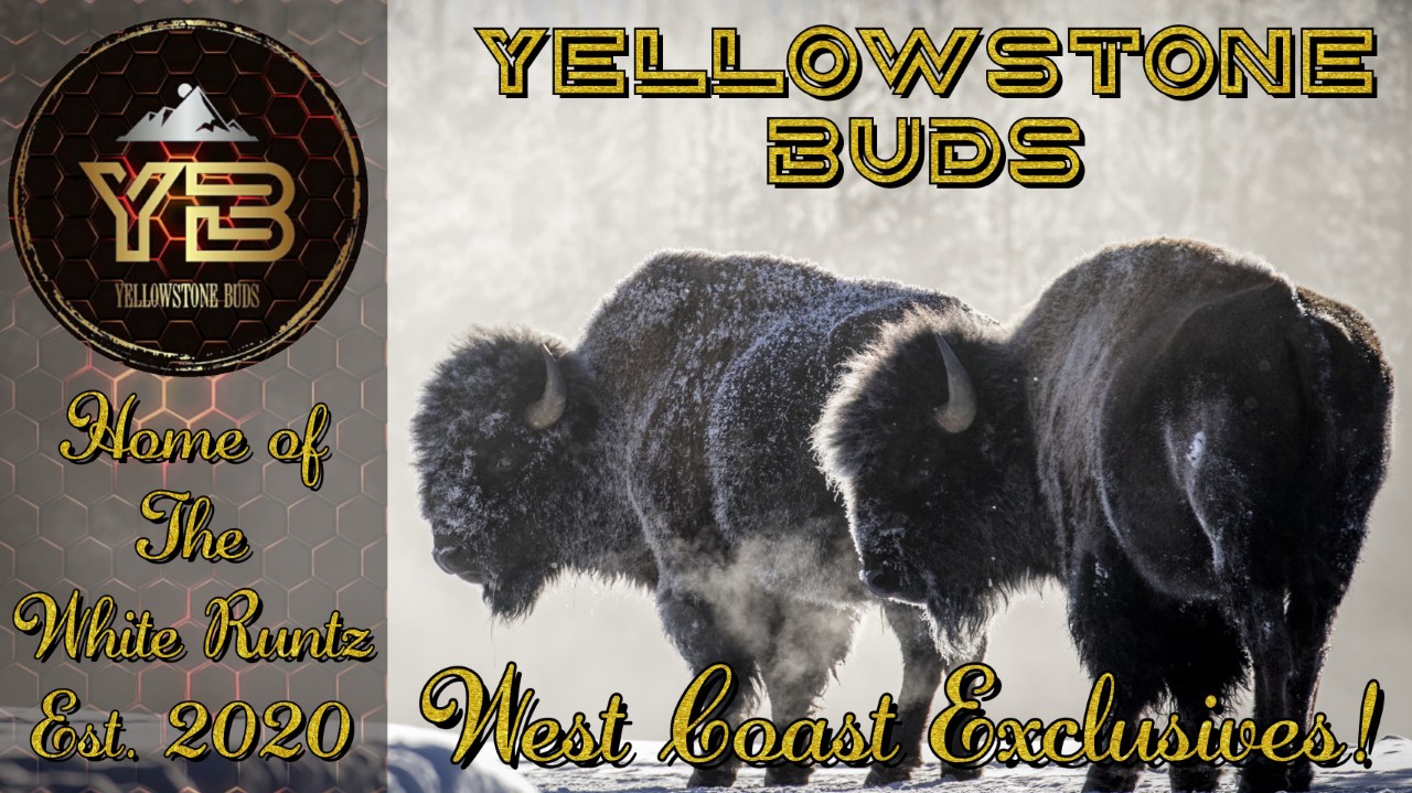 Welcome to Yellowstone Buds