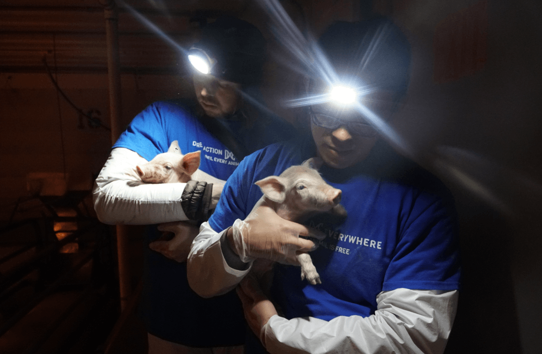 Direct Action Everywhere - Until every animal is free