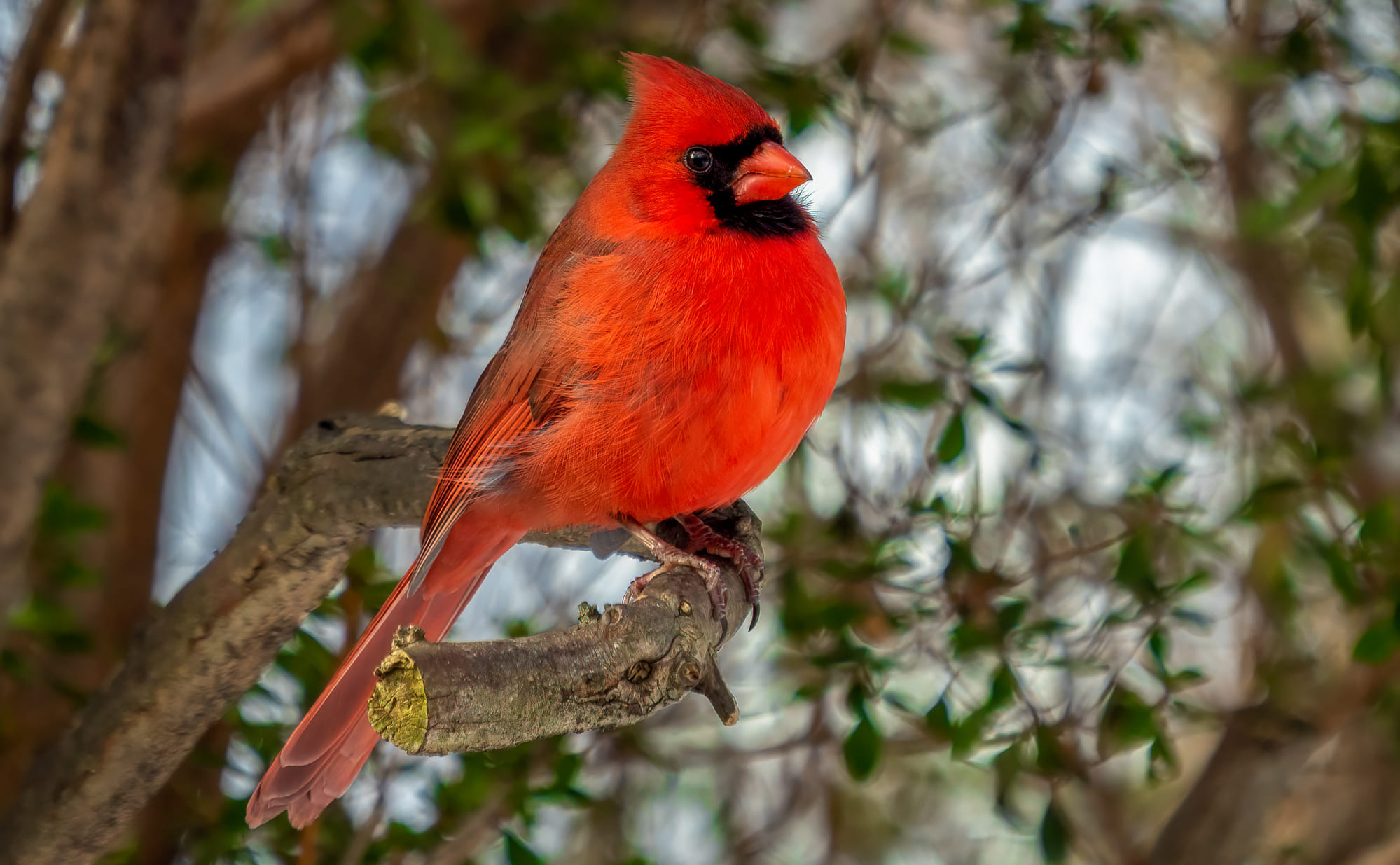 The Northern Cardinal - Podcast Episode