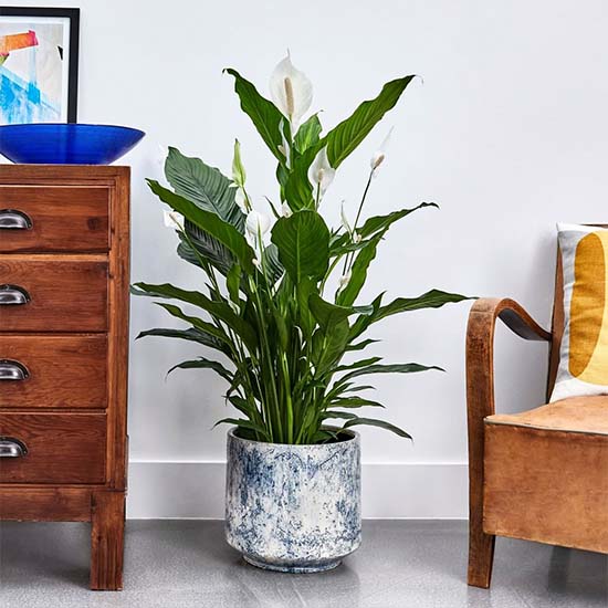 House Plant Haven: Living Cozy Presents Vibrant Plant Brands