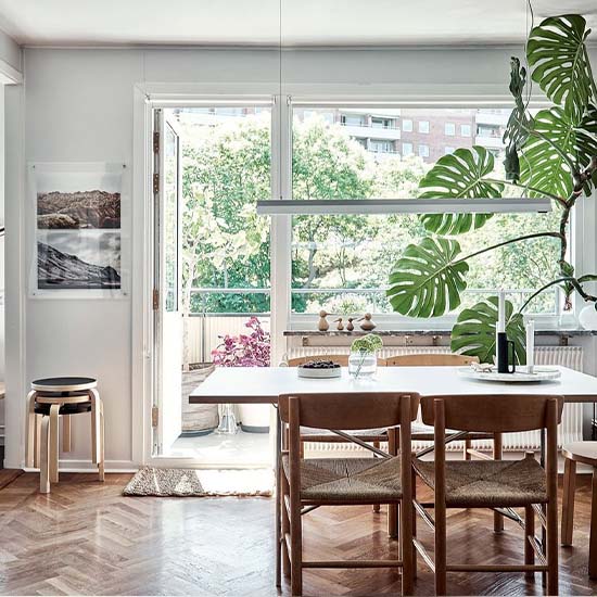 House Plant Haven: Living Cozy Presents Vibrant Plant Brands