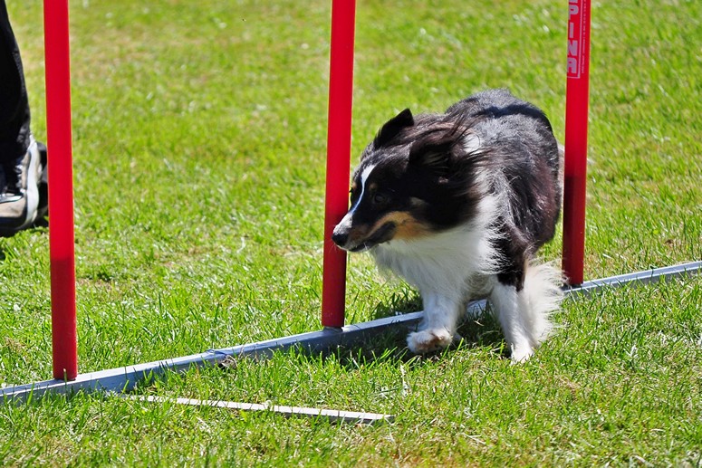 Hundeschule-Kainbach