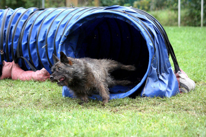 Hundeschule-Kainbach