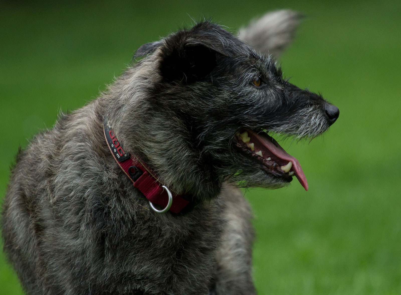 Hundeschule Graz Kainbach