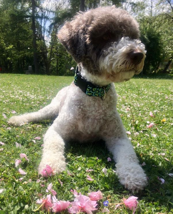 Hundeschule Graz Kainbach